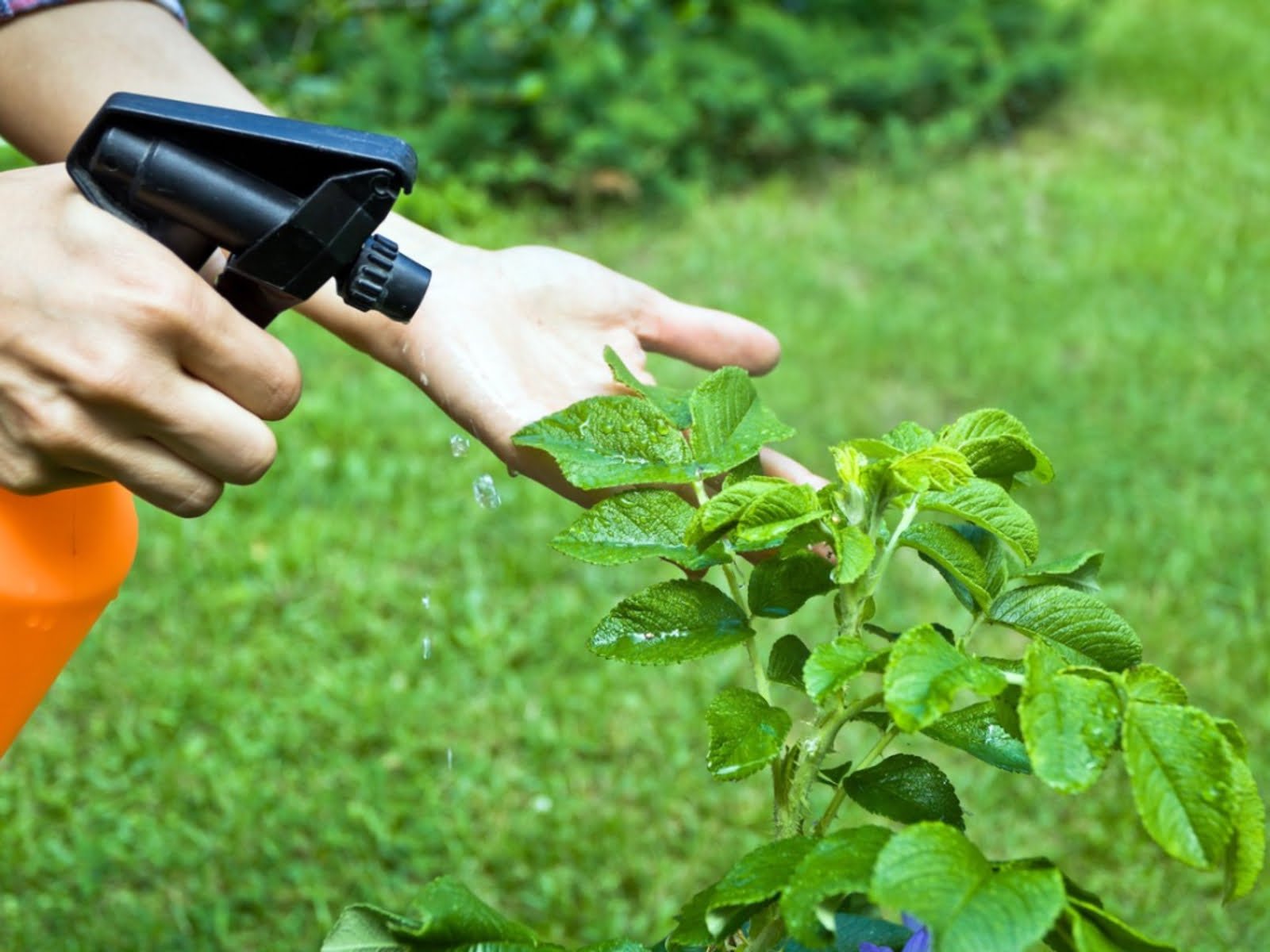 Βιολογική καταπολέμηση εντόμων. | Growit Growshop